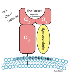 What is HLA’s role in the body? Overview - HLA Help